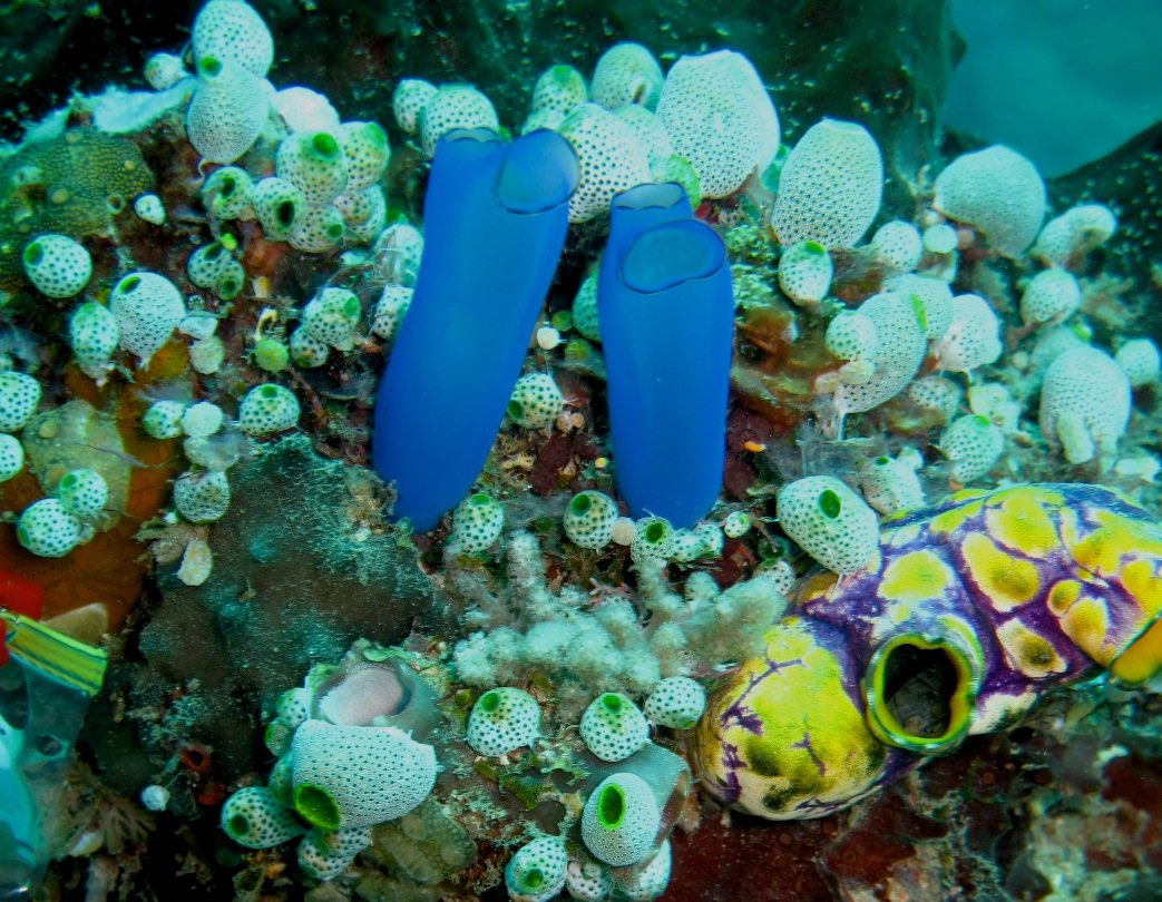 Timor-Leste expedition - The Australian Museum