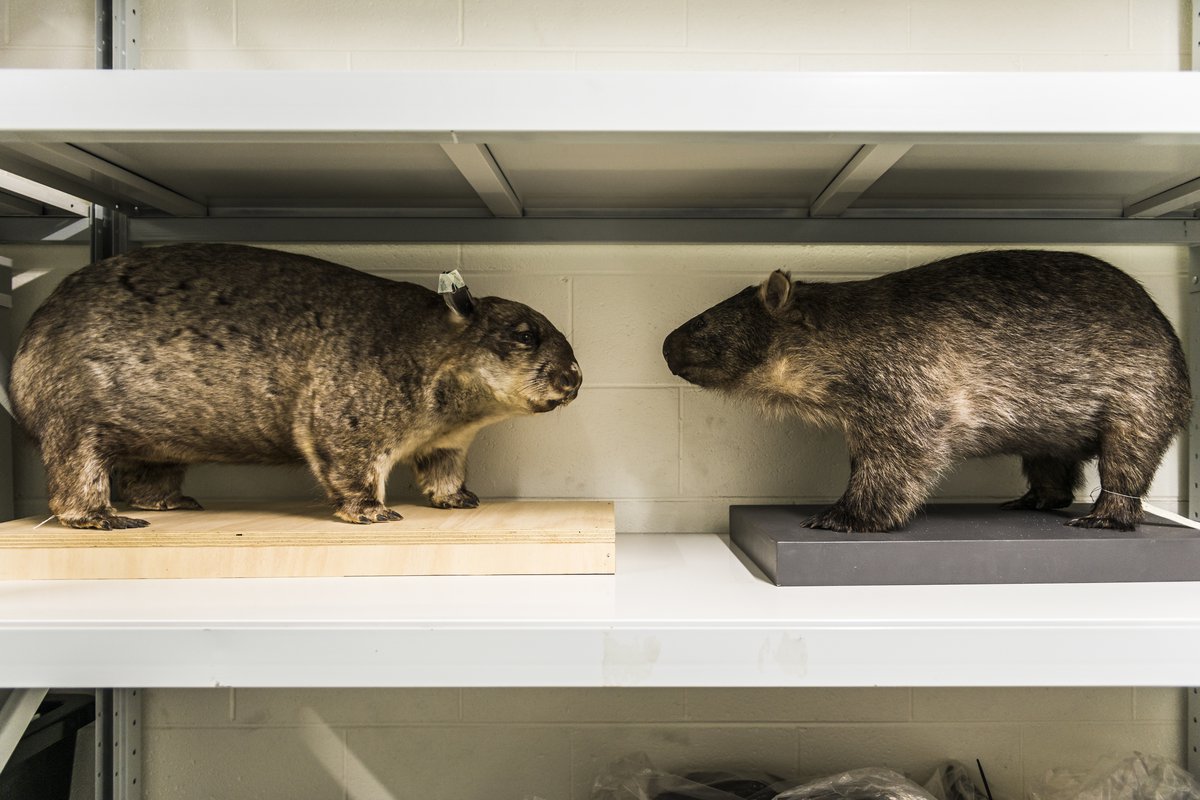 History of the Mammal Department - The Australian Museum