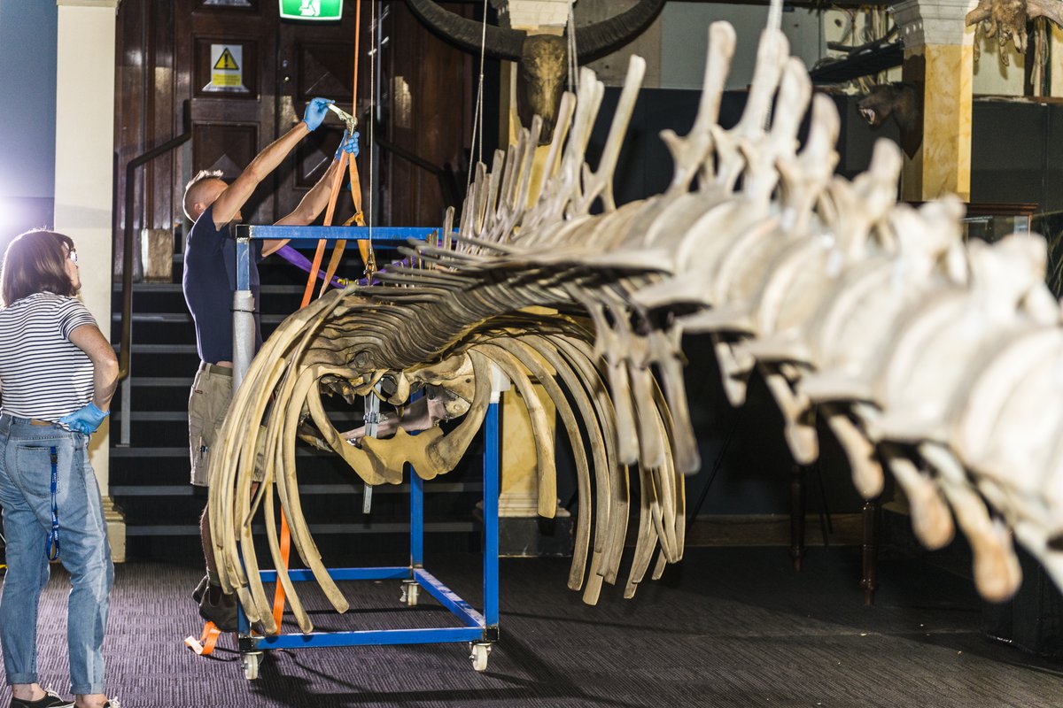 How to Move a Whale - The Australian Museum Blog