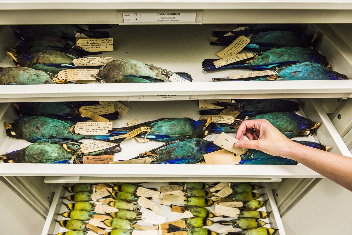 Life & Geo Sciences Collections - The Australian Museum