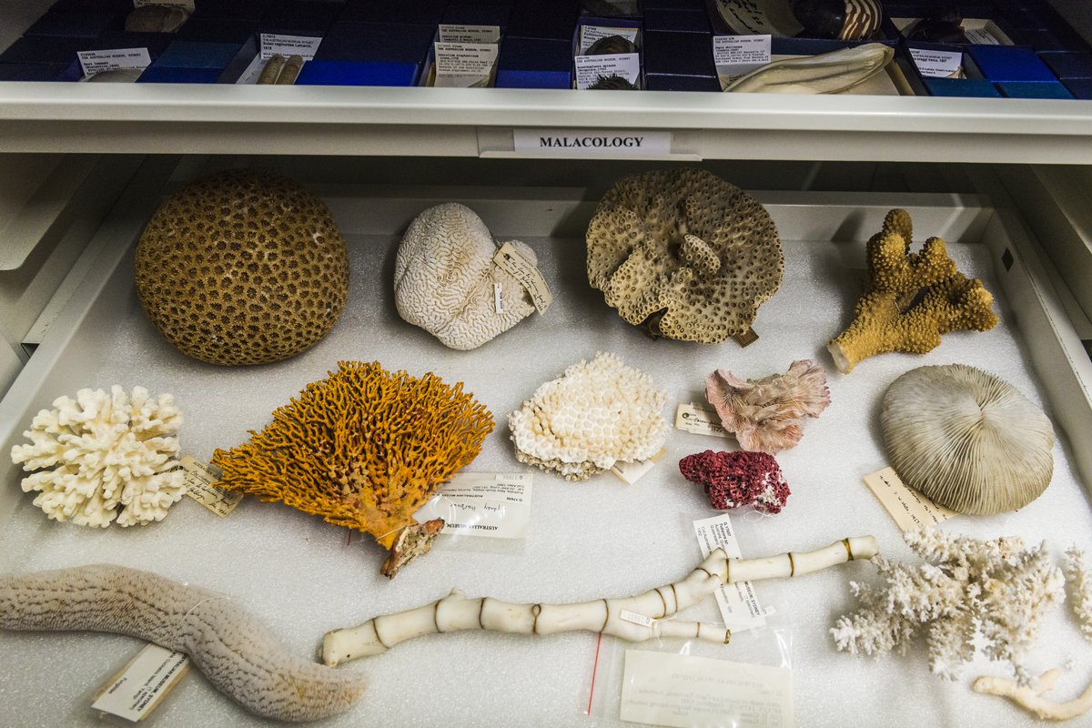 Marine Invertebrates - The Australian Museum