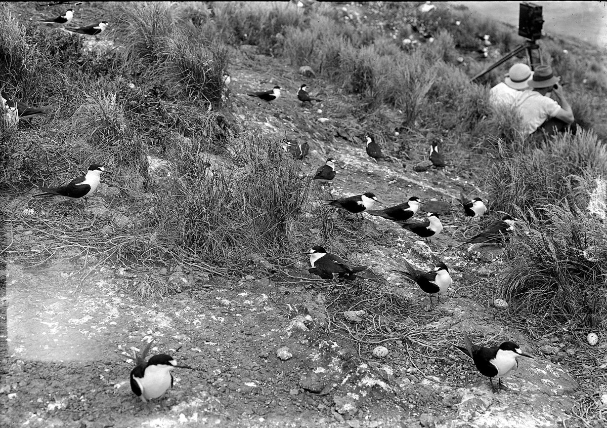 Lord Howe Island connections - The Australian Museum Blog