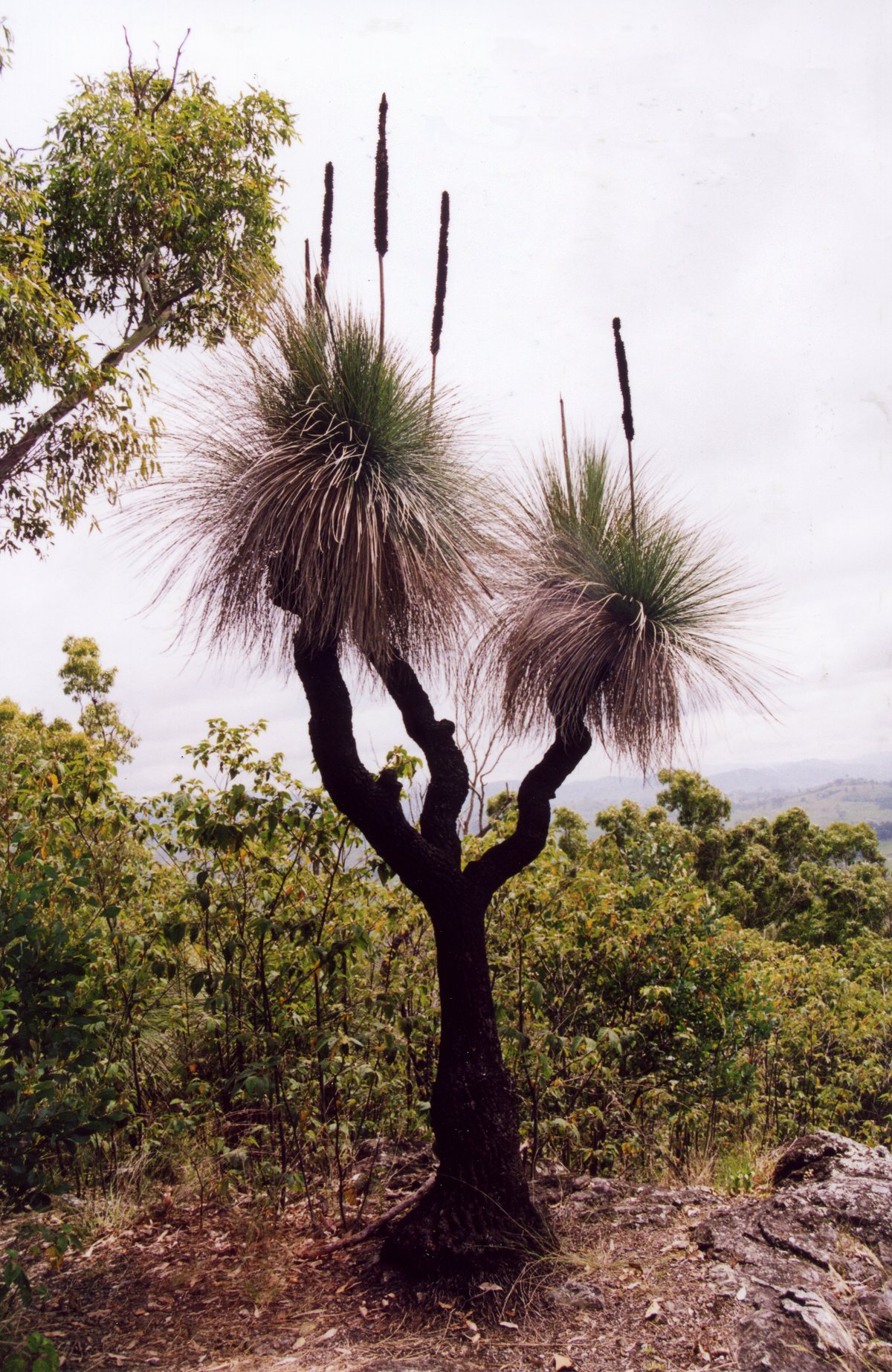 Rare - or just hidden? - The Australian Museum