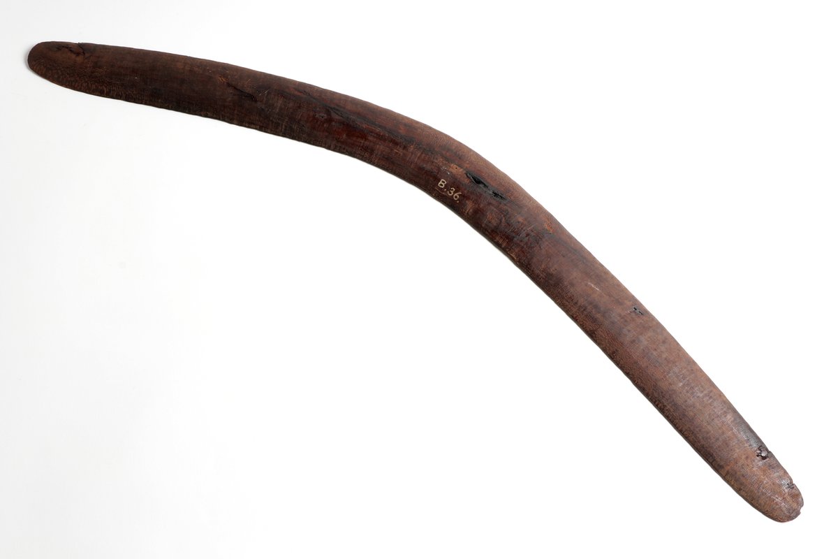 The Boomerang is Curved to Fly - The Australian Museum