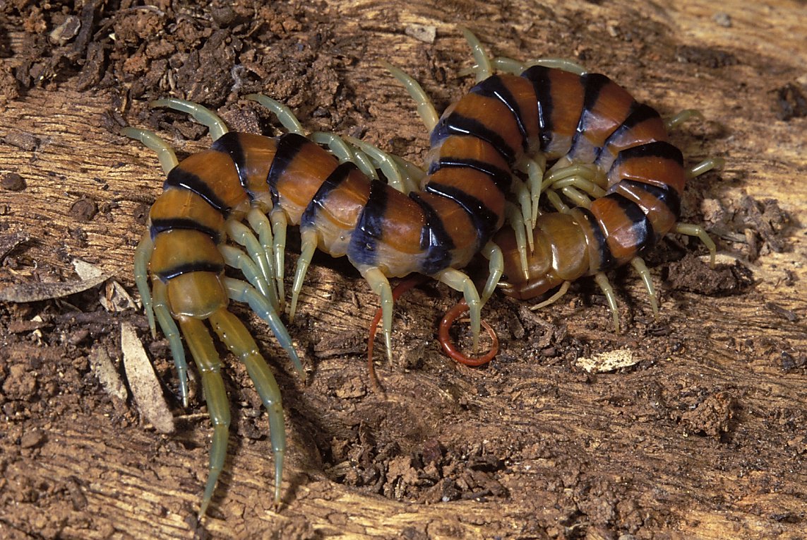 Centipedes And Millipedes The Australian Museum
