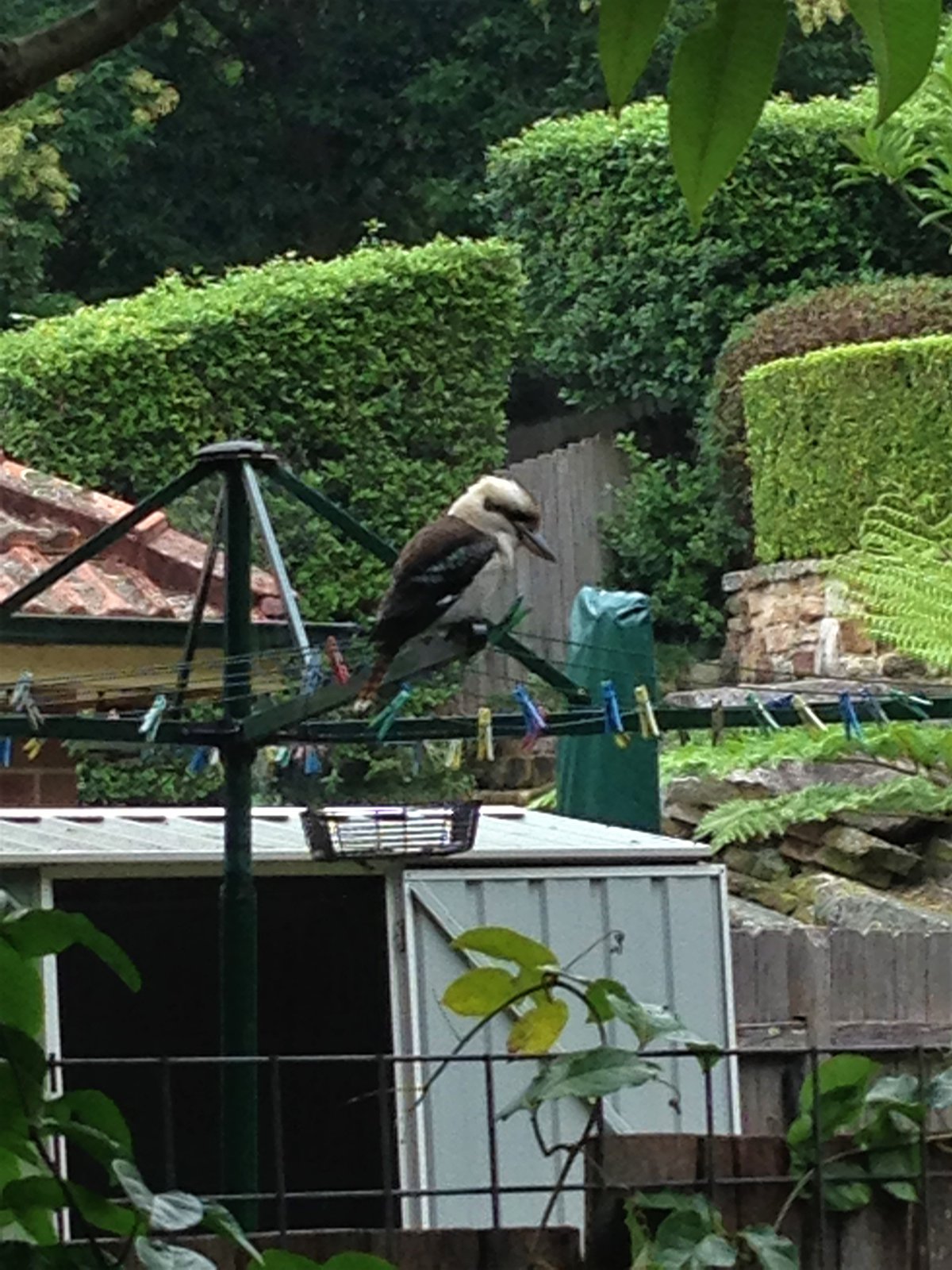 Wild Life of Sydney Urban habitats - The Australian Museum