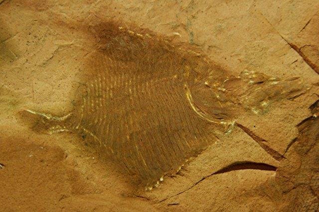 Fishing in Permian seas – a fossil fish donation from Blackwater ...