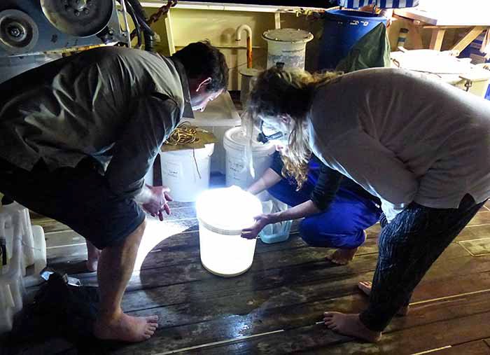 A light in the night? What’s nightlighting? - The Australian Museum Blog