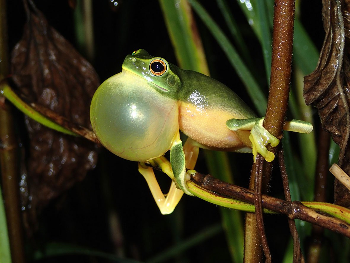 Why Do Frogs Call The Australian Museum Blog