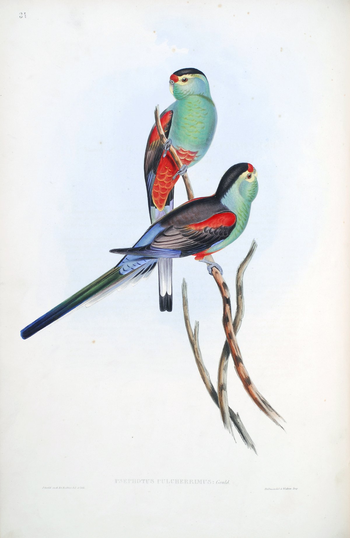 Australian bird species - The Australian Museum