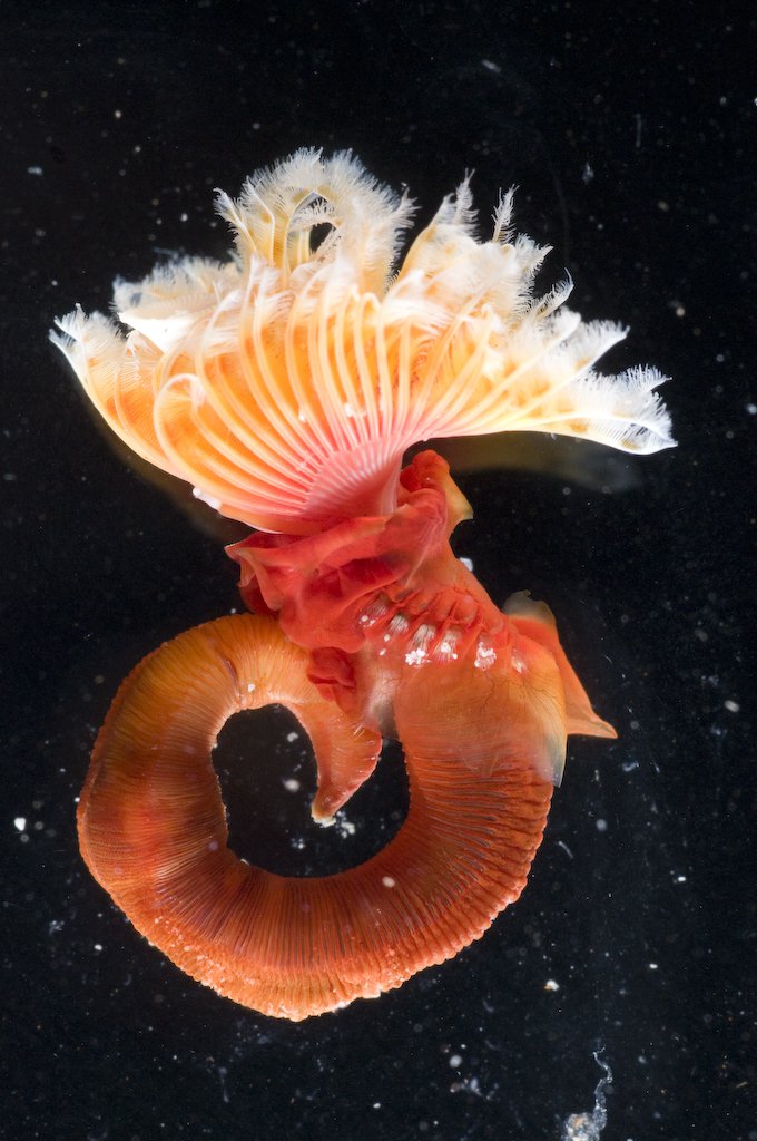 How it All Began (Polychaetes Conference 2013) - The Australian Museum Blog