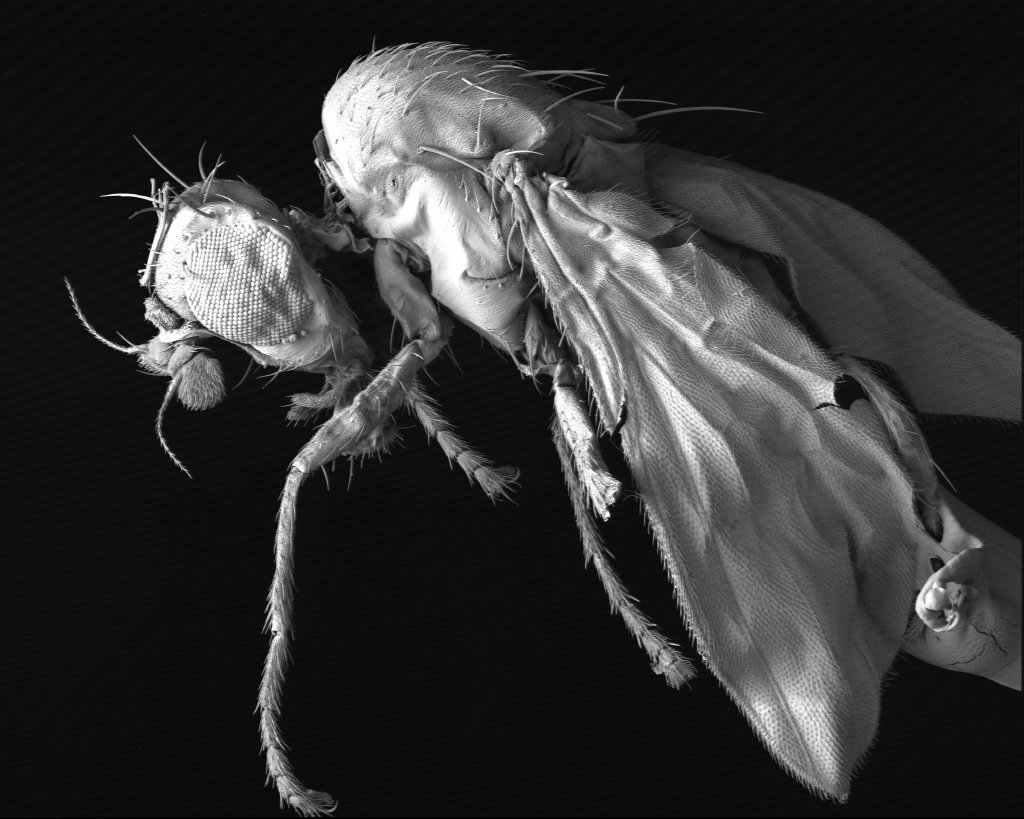 Wombat Flies - The Australian Museum