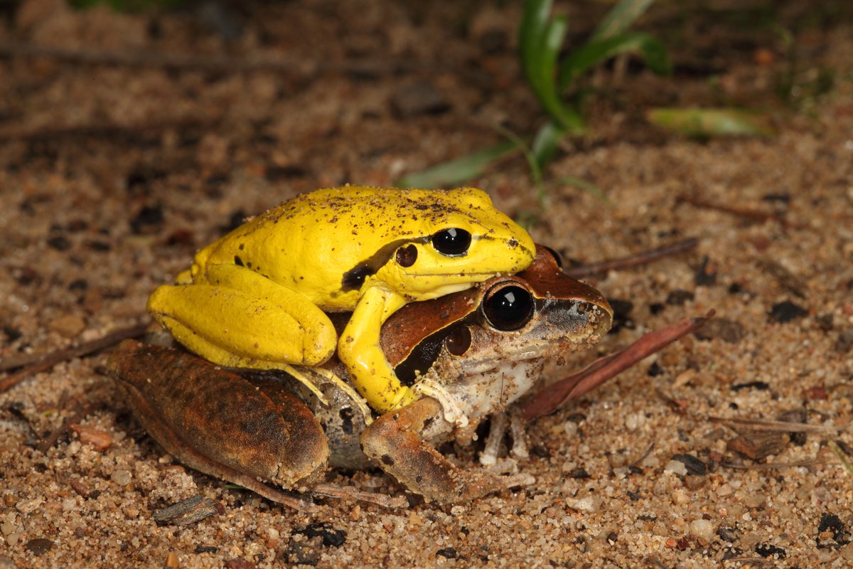 What's happening to Australia's biodiversity? - The Australian Museum
