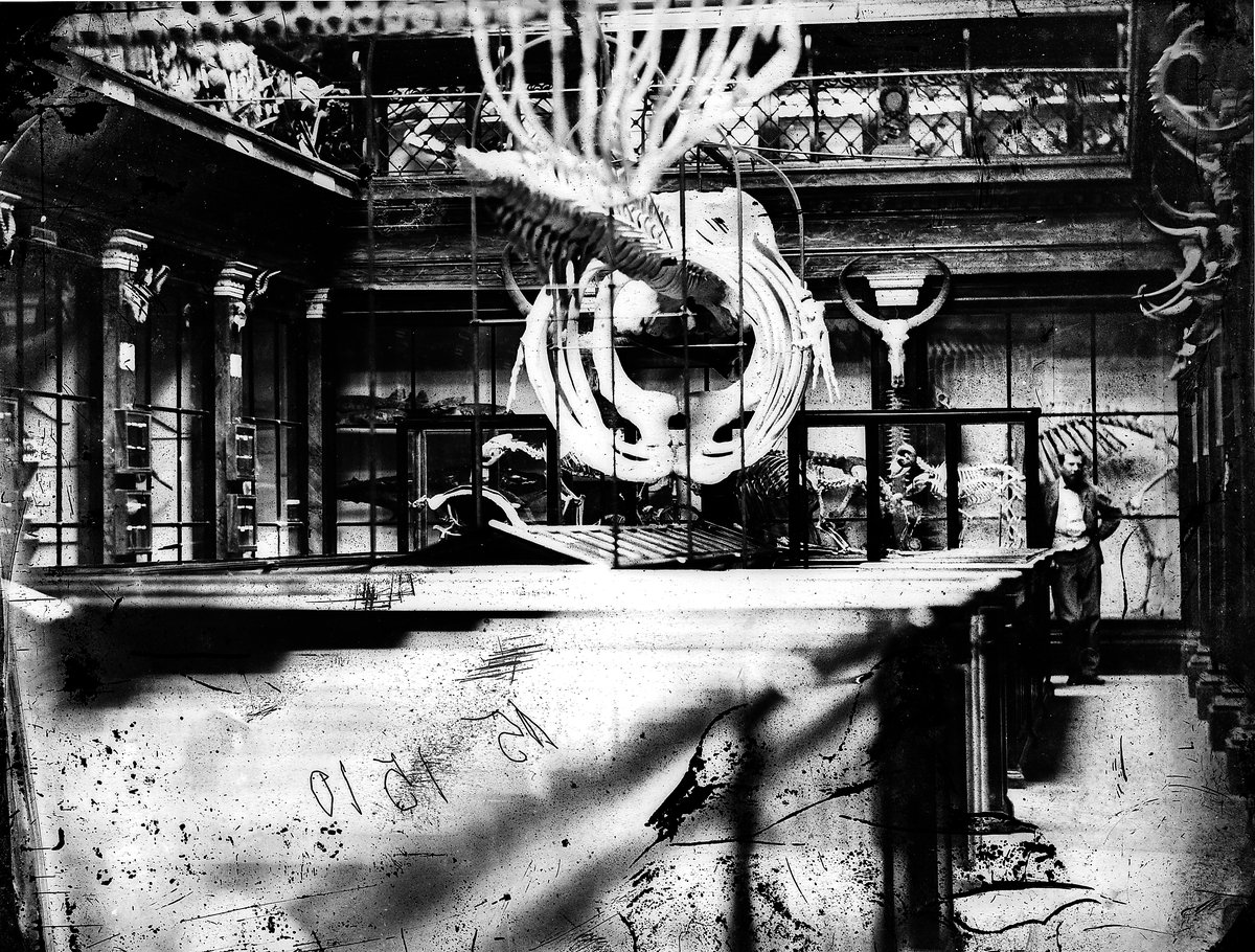 Dear Mr Darwin - The Long Gallery - The Australian Museum Blog