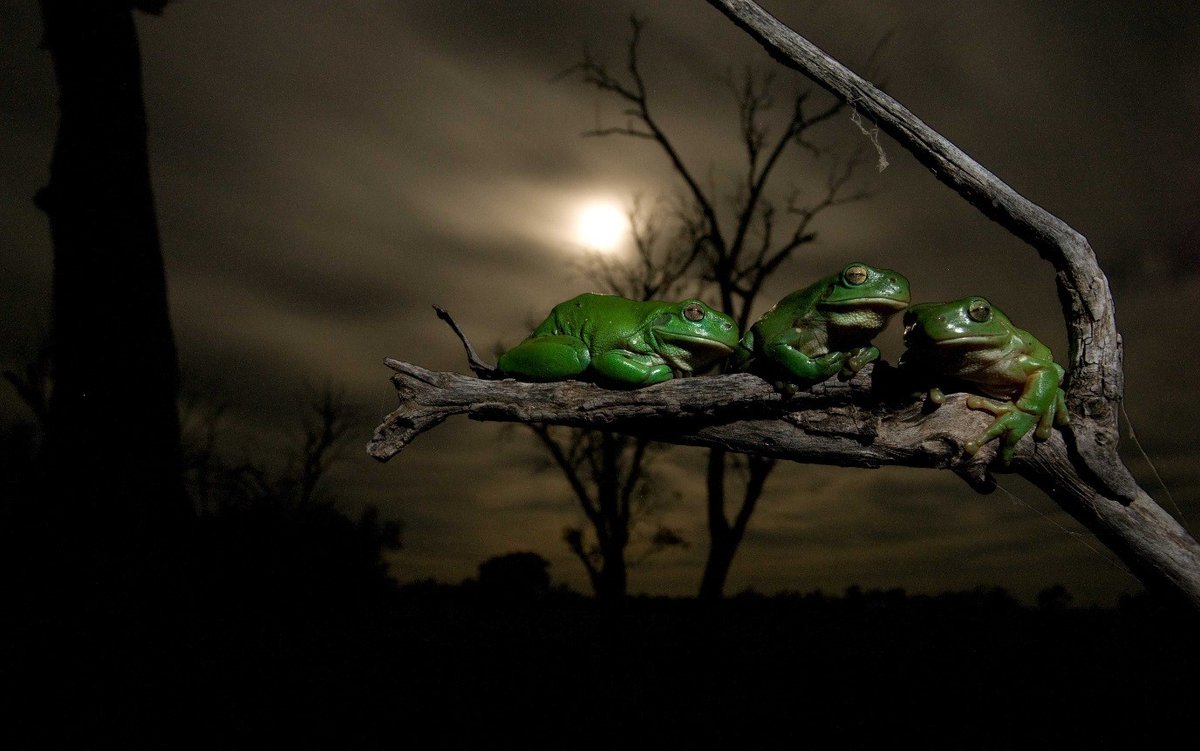 Linking frogs with flows - The Australian Museum Blog