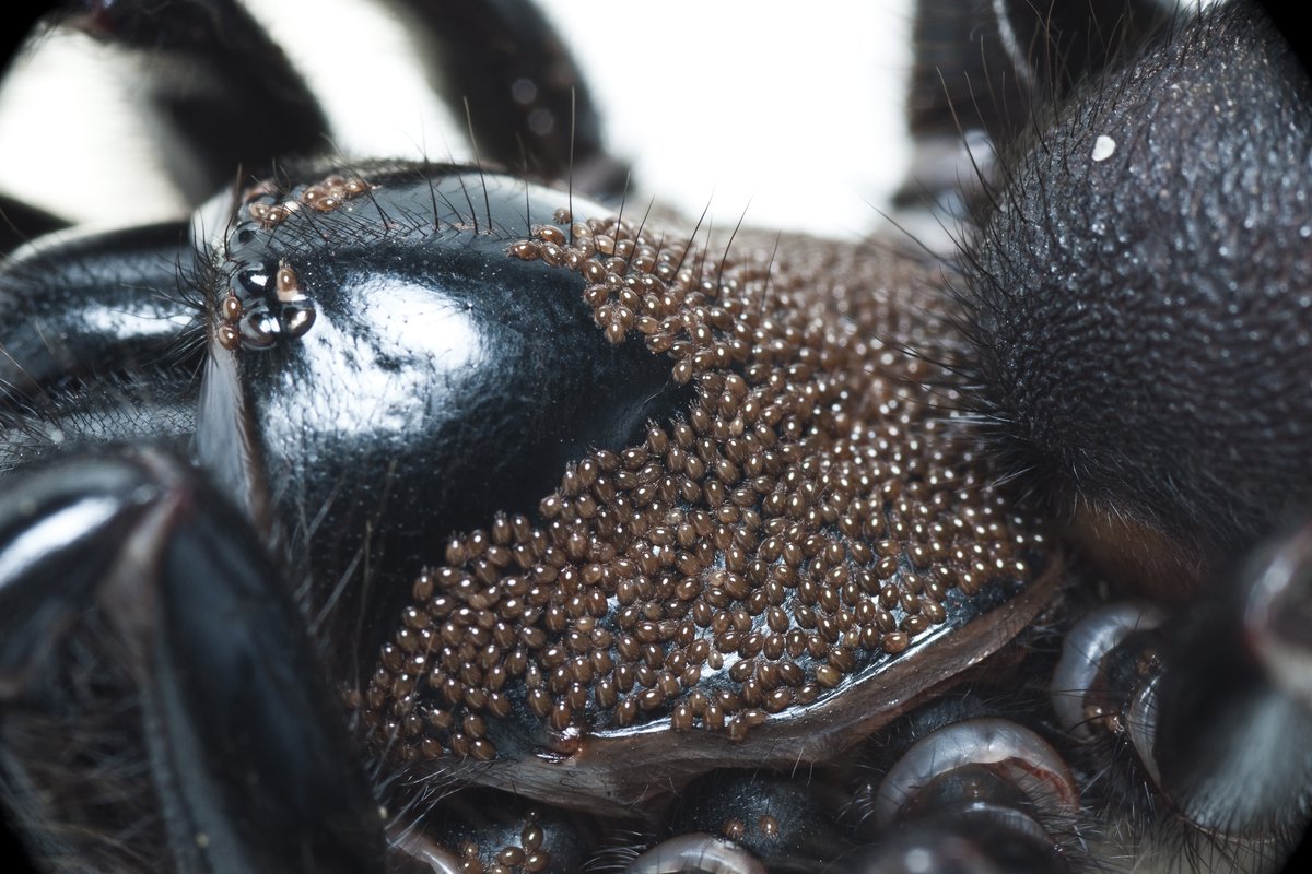 Arachnology - The Australian Museum
