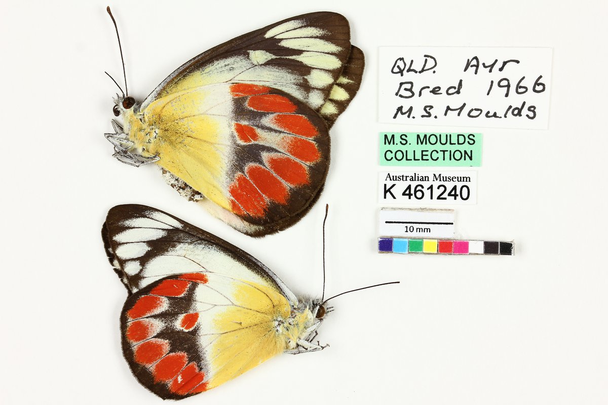Celebrating a decade of DigiVol! - The Australian Museum Blog