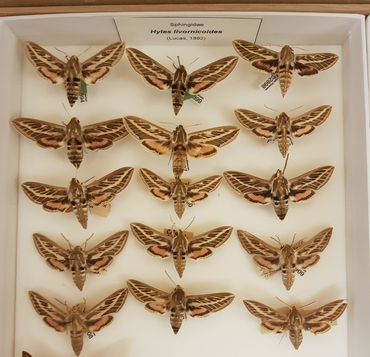 Insects at the centre of our world - The Australian Museum Blog