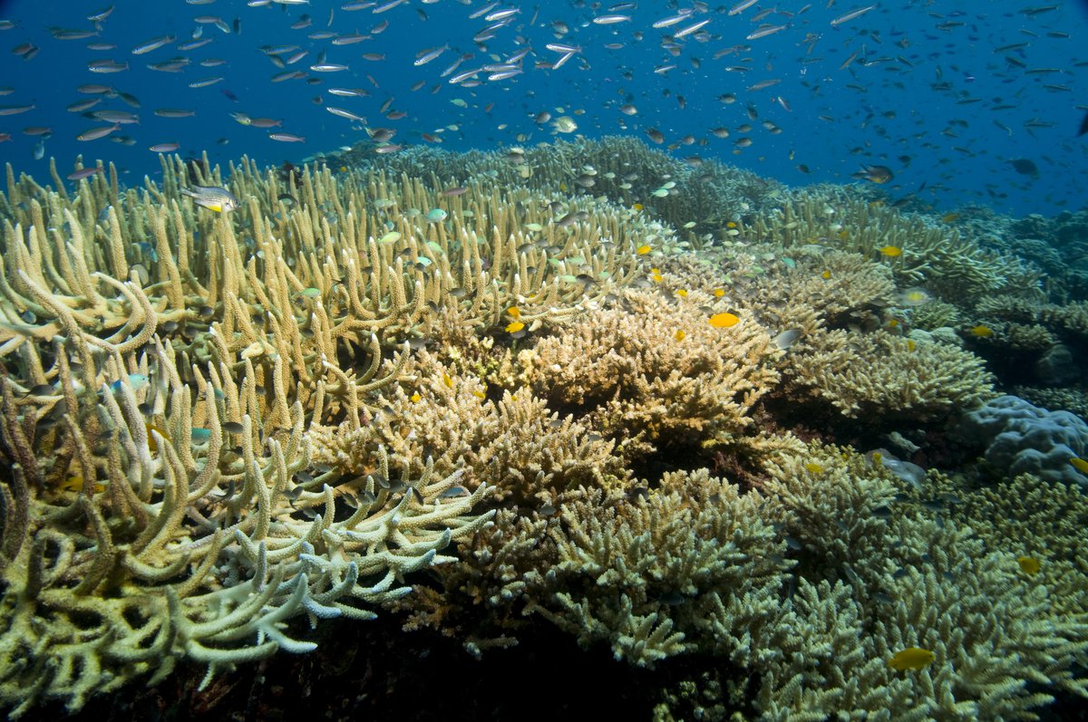 Fiddling while the Reef dissolves…. - The Australian Museum