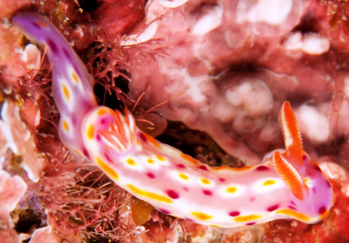 Simply slugs - The Australian Museum Blog