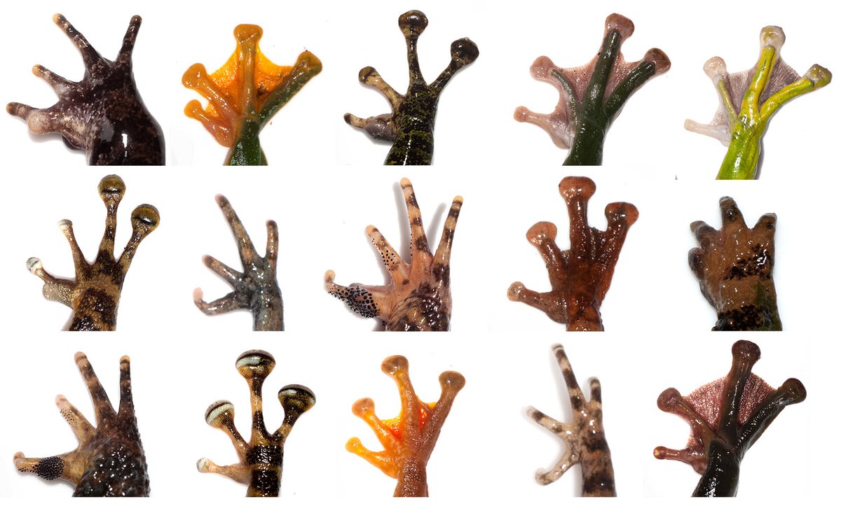 Put your hands up and best foot forward - The Australian Museum Blog