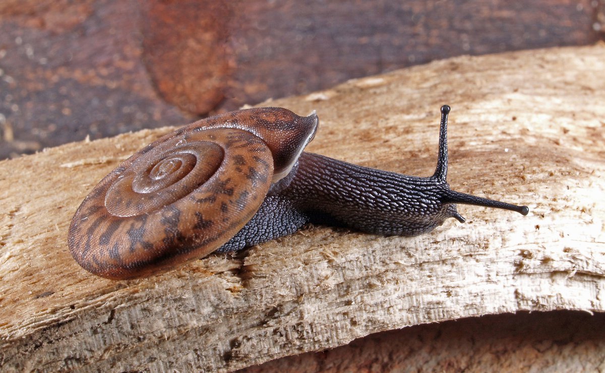 Biodiversity Hotspot: Treasures of the Kimberley - The Australian Museum