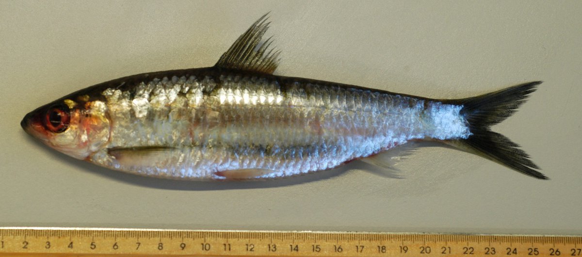 Clupeidae - herrings - The Australian Museum