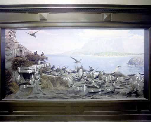 The oldest diorama in Australia? - The Australian Museum Blog