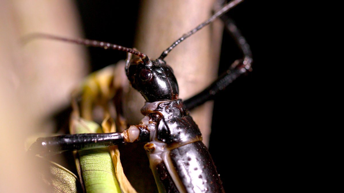 The Australian Museum Lord Howe Island Expedition 2017—Balls Pyramid ...