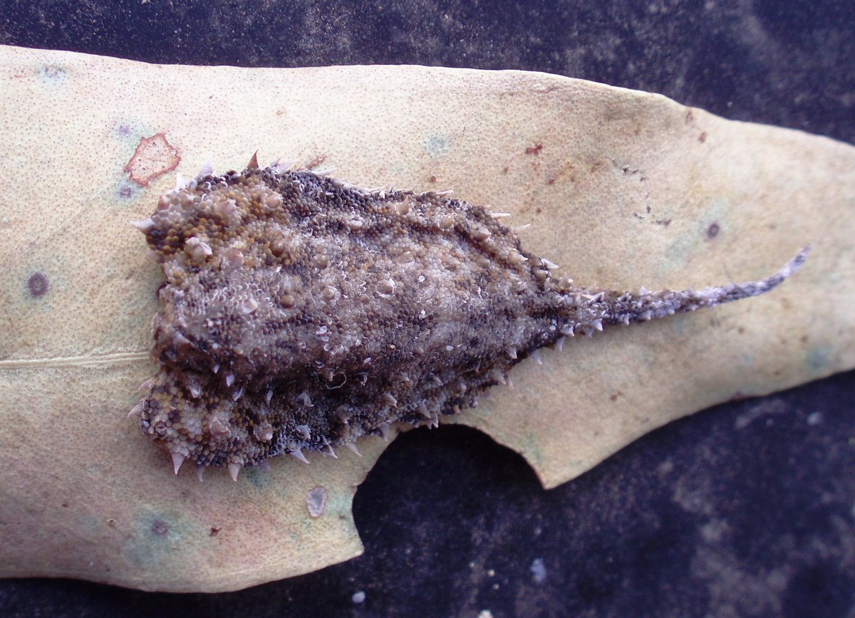 Tiny stingray-shaped animal - The Australian Museum