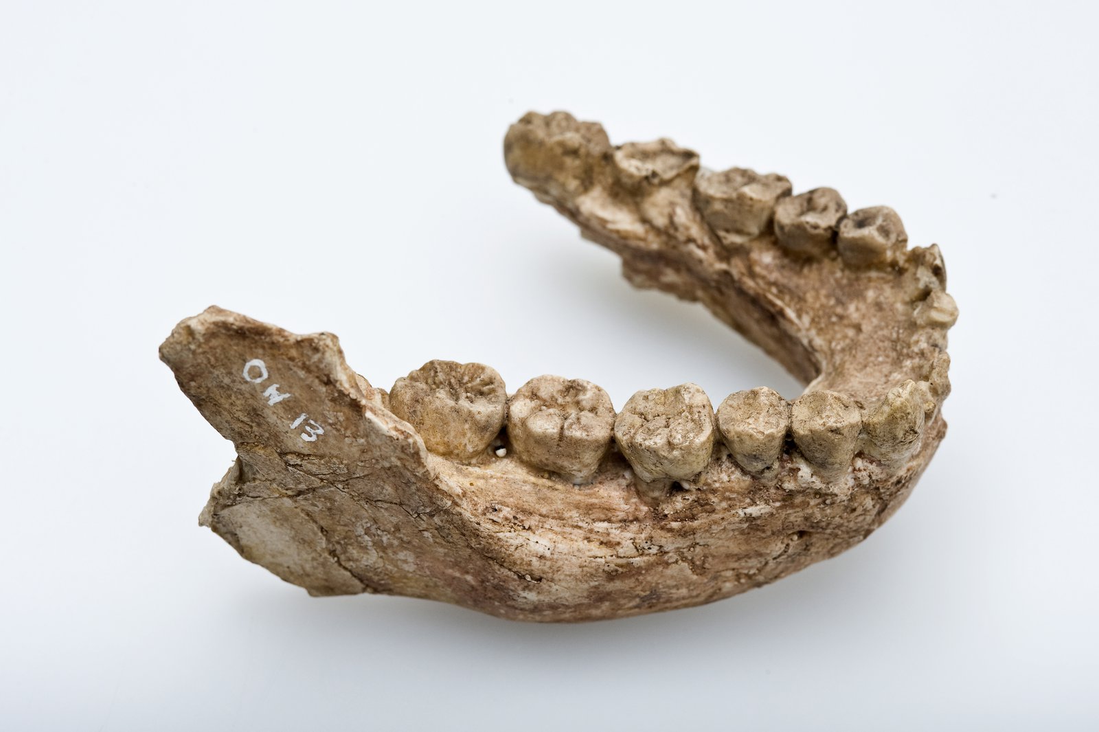 Homo Habilis The Australian Museum Homo Habilis The Australian Museum