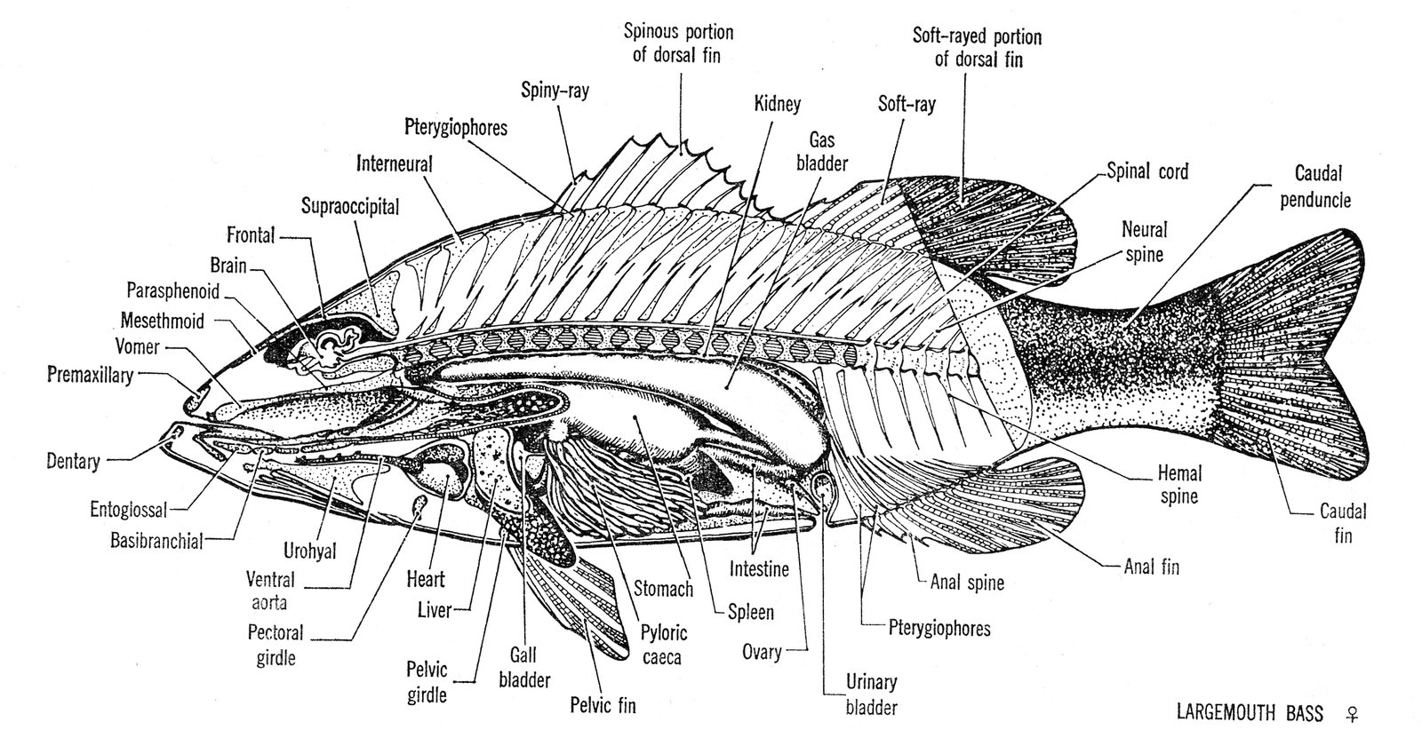 Parts Of A Fish The Australian Museum