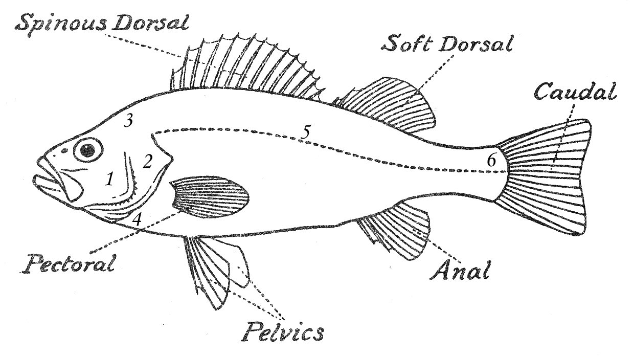 Parts Of A Fish Different Parts Of A Fish With Functions 58 OFF Parts Of A Fish Different Parts Of A Fish With Functions 58 OFF