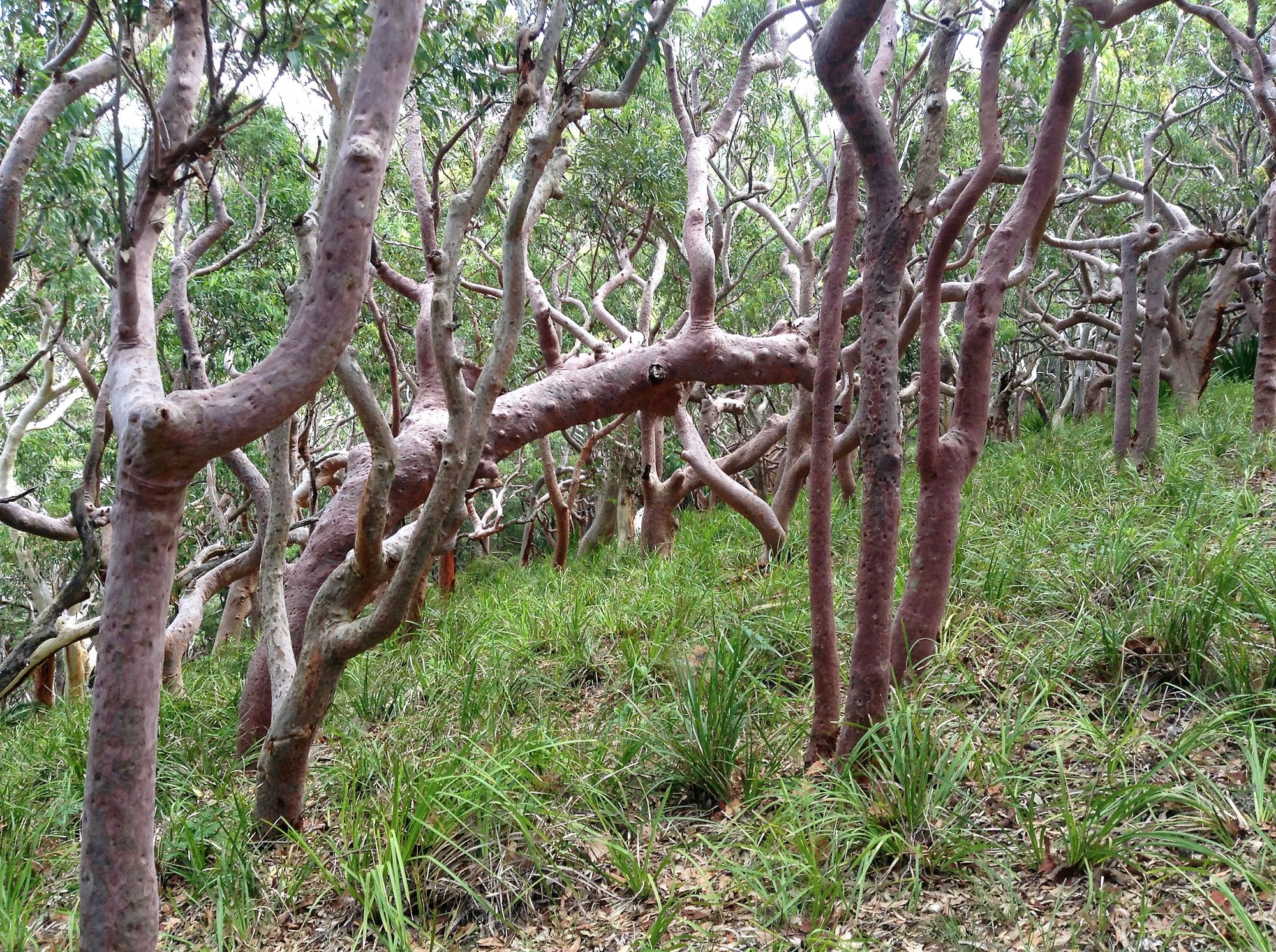 Habitats - The Australian Museum