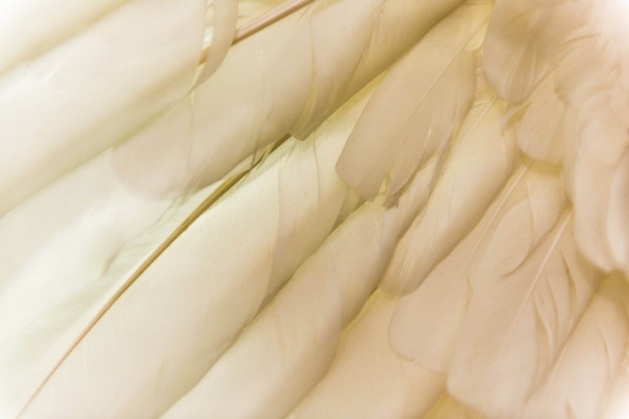 Aviation airstrike - The Australian Museum