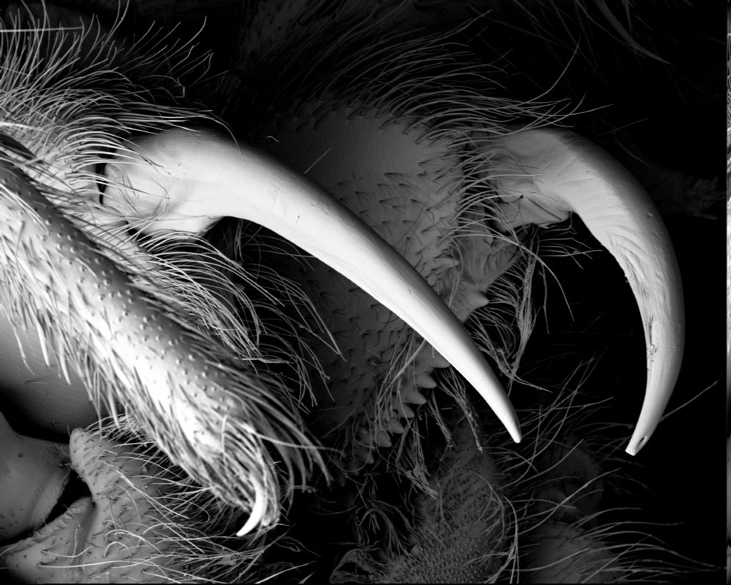 Scanning Electron Microscope (SEM) micrographs - The Australian Museum