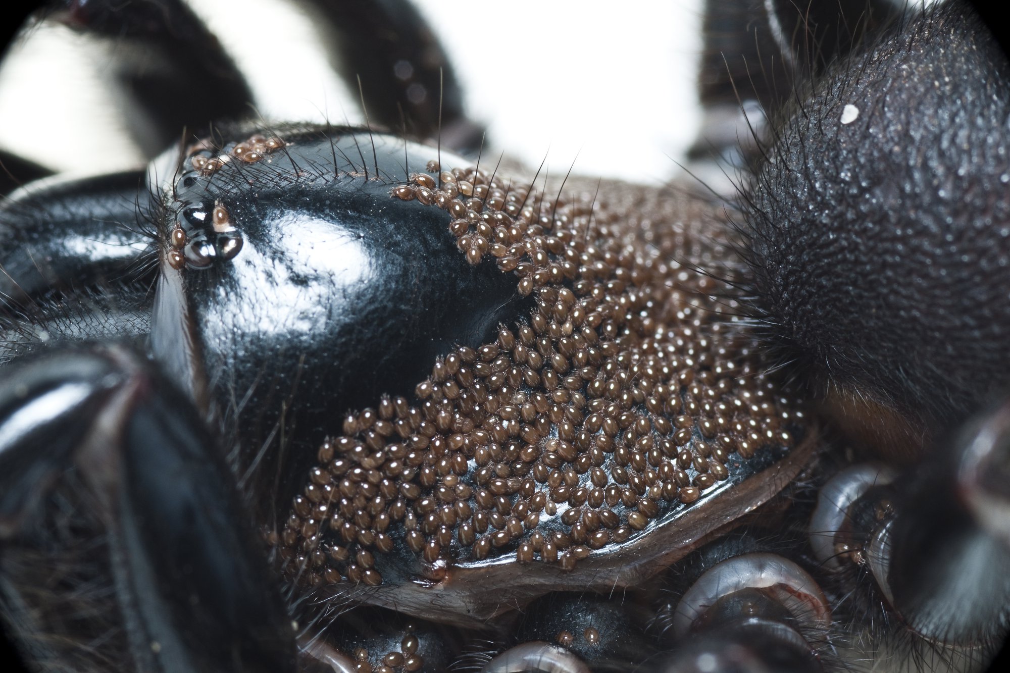 Arachnology - The Australian Museum