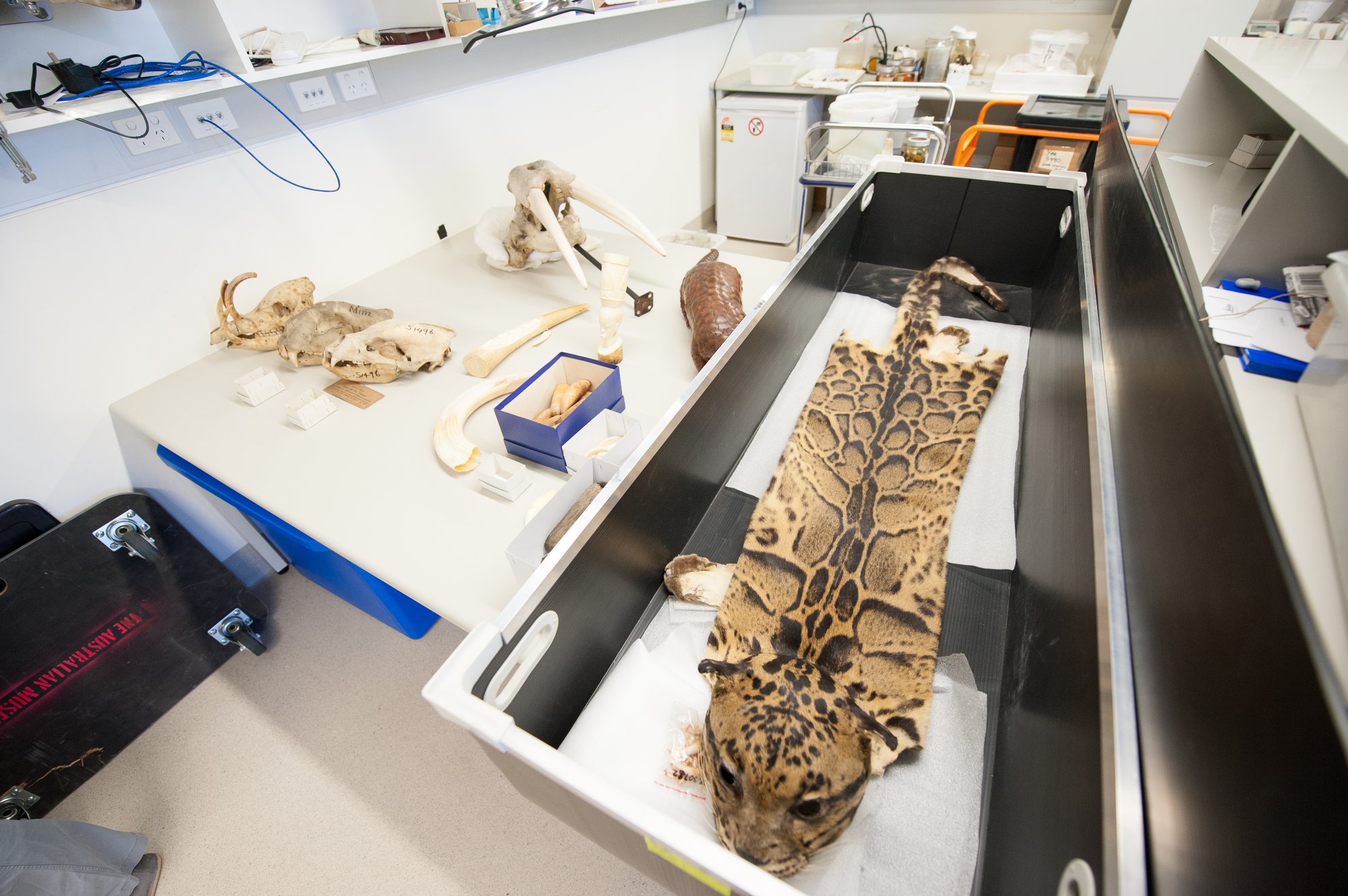 Wildlife forensics facilities at the Australian Museum - The Australian ...