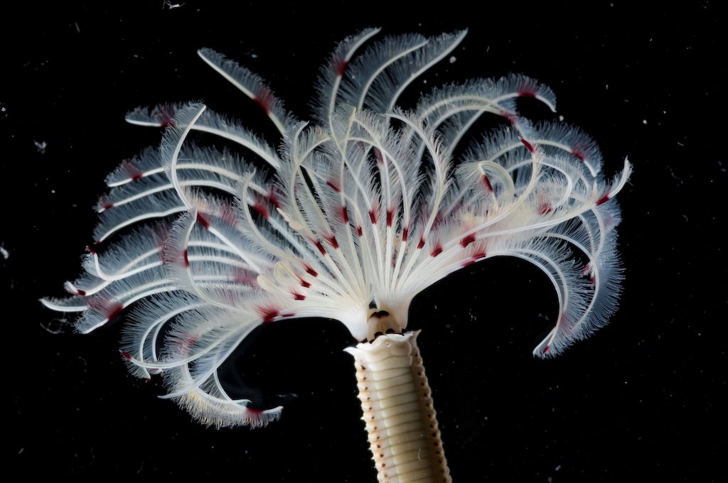 International Polychaete Conference - The Australian Museum