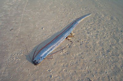 Oarfish - The Australian Museum