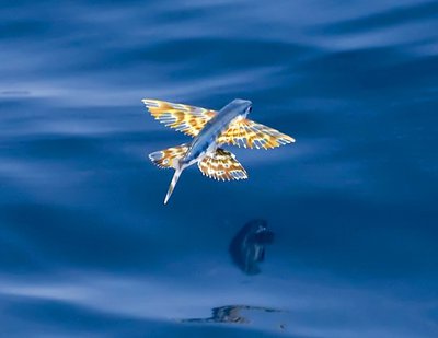 Yellow-wing Flyingfish, Cypselurus poeciliopterus - The Australian Museum