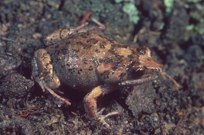 Tyler's Toadlet - The Australian Museum