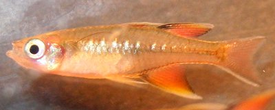 Pacific Blue Eye, Pseudomugil signifer Kner, 1865 - The Australian Museum