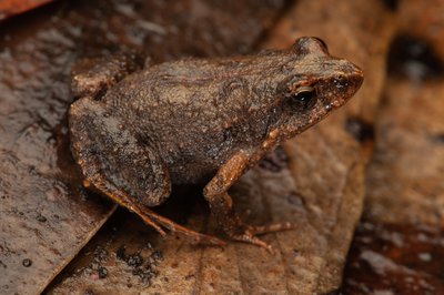 Common Eastern Froglet - The Australian Museum
