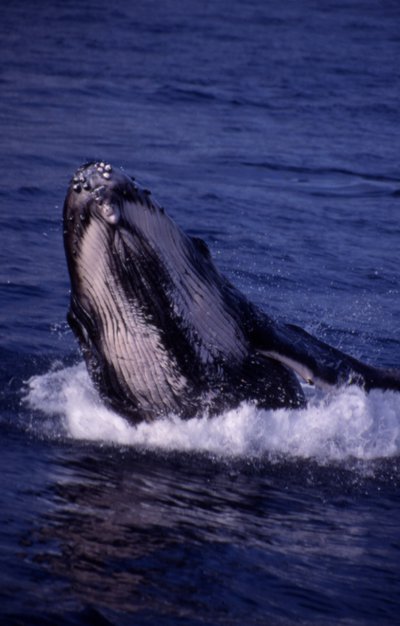 Humpback Whale - The Australian Museum