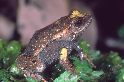 Smooth Toadlet - The Australian Museum