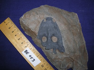 Common Fossils of the Sydney Basin - The Australian Museum