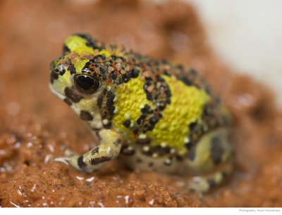 Crucifix Frog - The Australian Museum