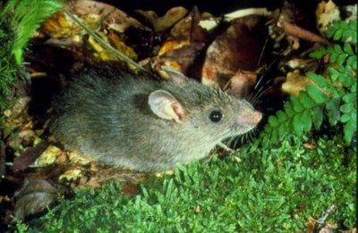 Bush Rat - The Australian Museum