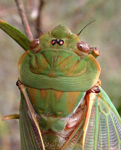 Greengrocer Cicada - The Australian Museum